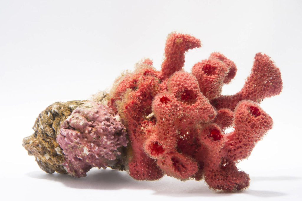 Porifera / Spugne - Gulf Specimen Marine Lab | Never thought about that