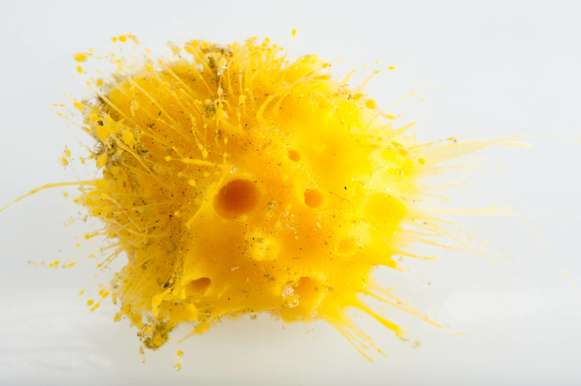 Porifera / Spugne - Gulf Specimen Marine Lab | Never thought about that
