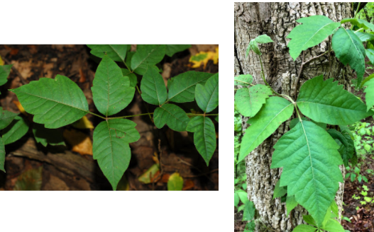 Poison Ivy