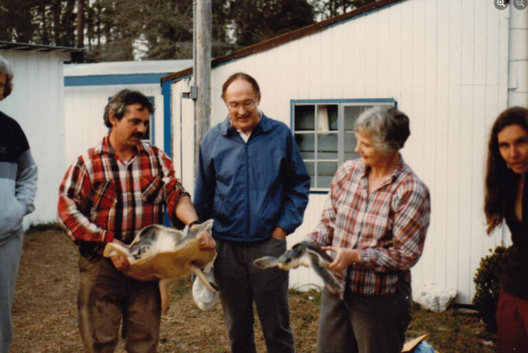 Sea Turtle Program - Gulf Specimen Marine Lab