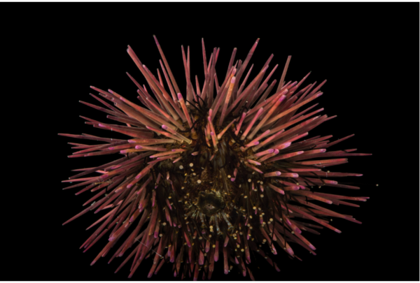 Sea Urchins Archives