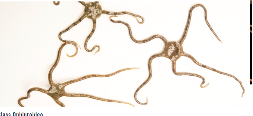 Brittle Stars and Serpent Stars Archives - Gulf Specimen Marine Lab